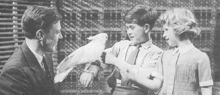 Magpie | Television Heaven